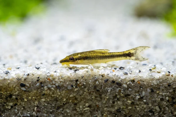 Otocinclus sp. boca de lechón enano 2024