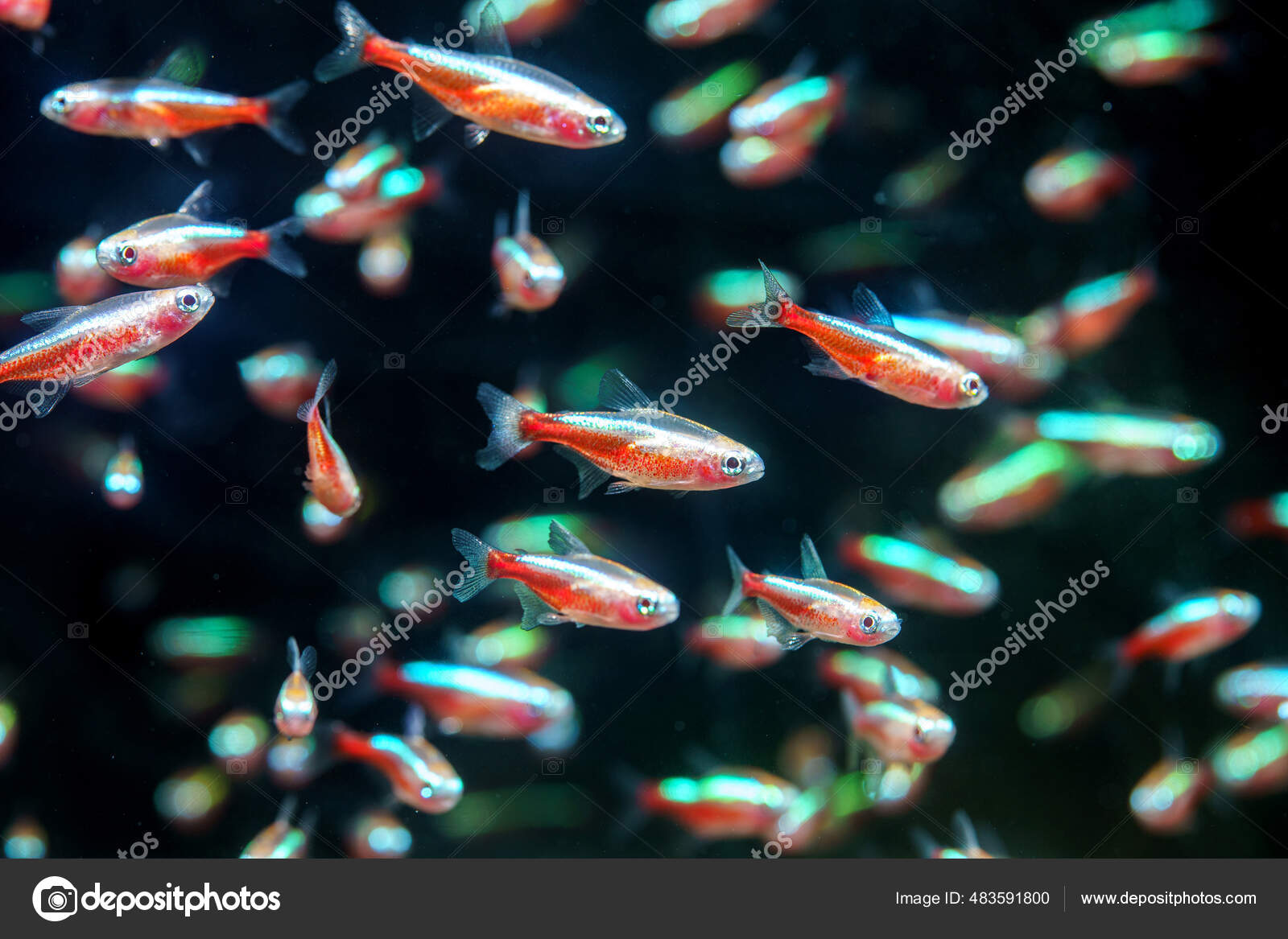 Cardinal Tetras