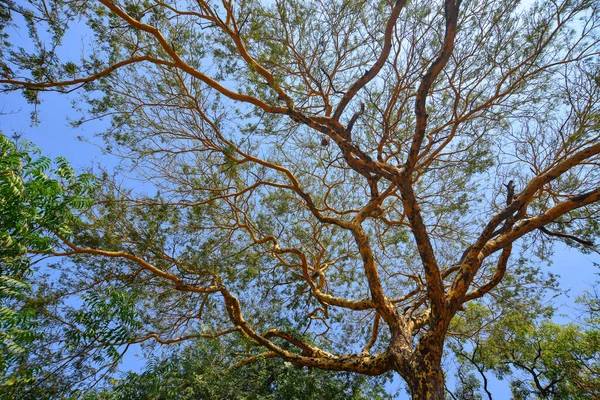 Wattle tree Stock Photos, Royalty Free Wattle tree Images | Depositphotos