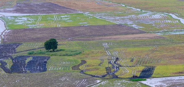 Aerial view of paddy rice fields in Mekong Delta - Stock Image - Everypixel
