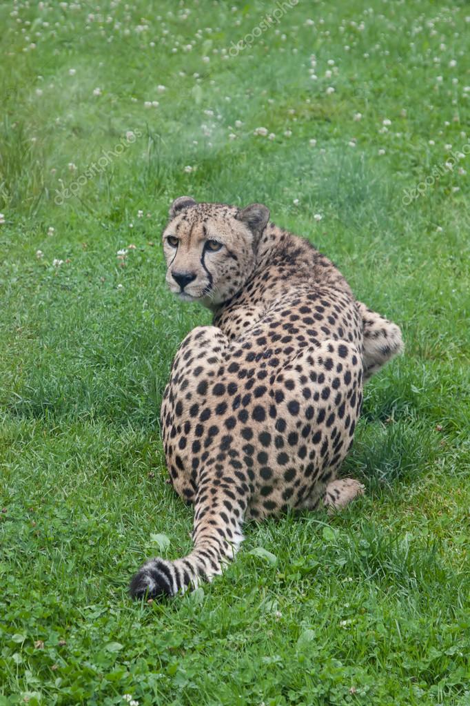 Cheetah — Stock Photo © Stockr #60019657