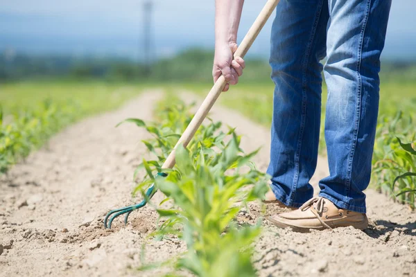 Hoeing corn field Stock Photo by ©Stockr 74071989
