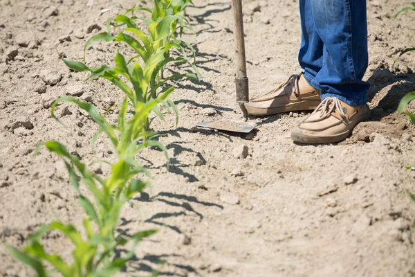 Hoeing corn field Stock Photo by ©Stockr 74071989