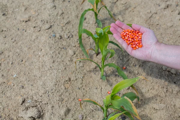 Hand full of corn seeds - Stock Image - Everypixel