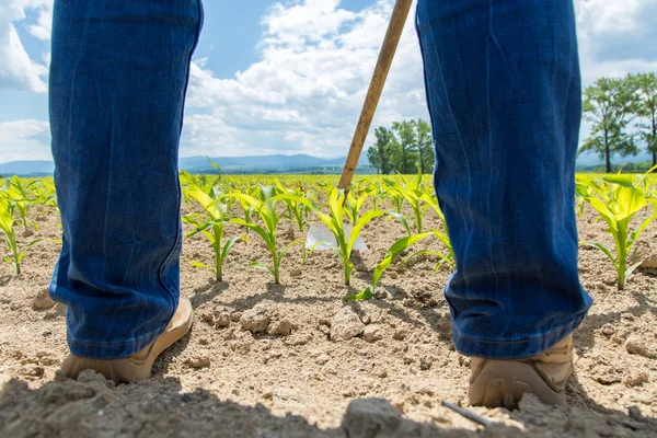 Hoeing corn field Stock Photo by ©Stockr 74071989