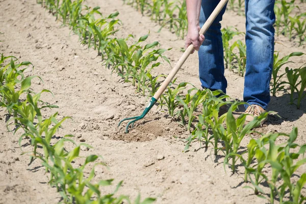 Hoe Stock Photos, Royalty Free Hoe Images | Depositphotos