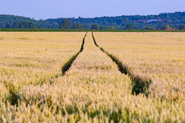 Large wheat field Stock Photos, Royalty Free Large wheat field Images ...