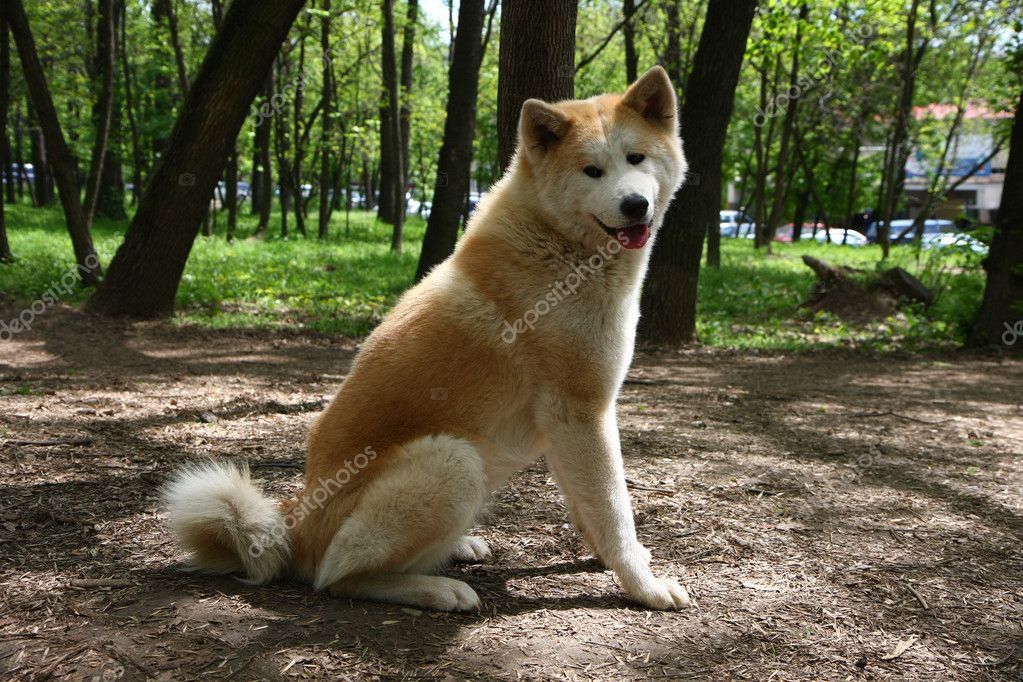Akita Inu — Stock Photo © tdjoric #75880301