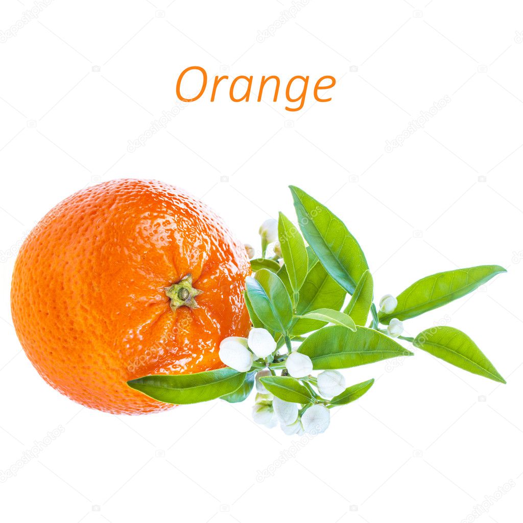 Orange Jasmine Flower Buds Orange Lettering Isolated White Background ...