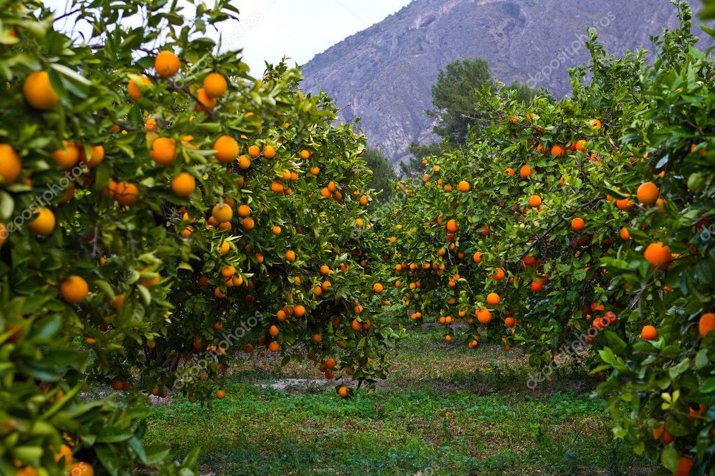 Orange Tree Garden