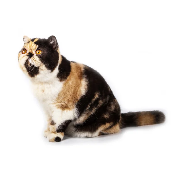 Calico cat on white background Stock Photo by ©vanazi 67103475