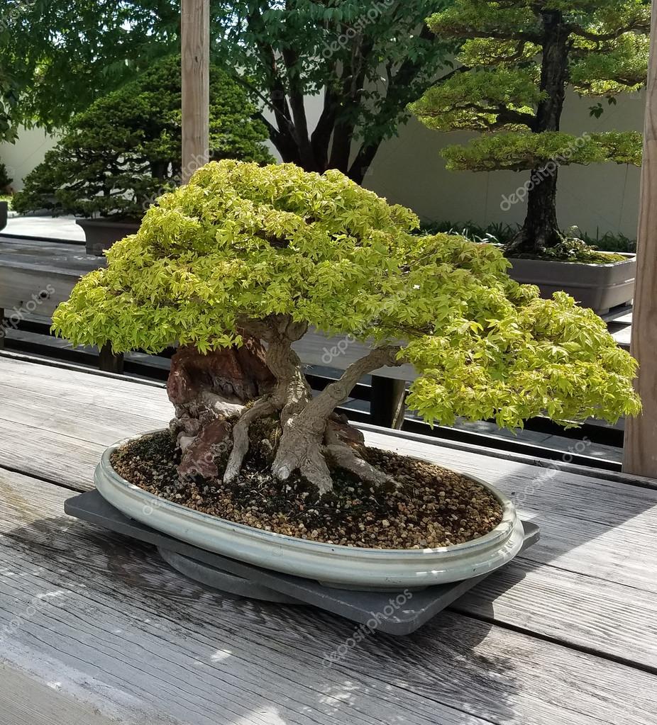 Evergreen Bonsai Tree Species and Care