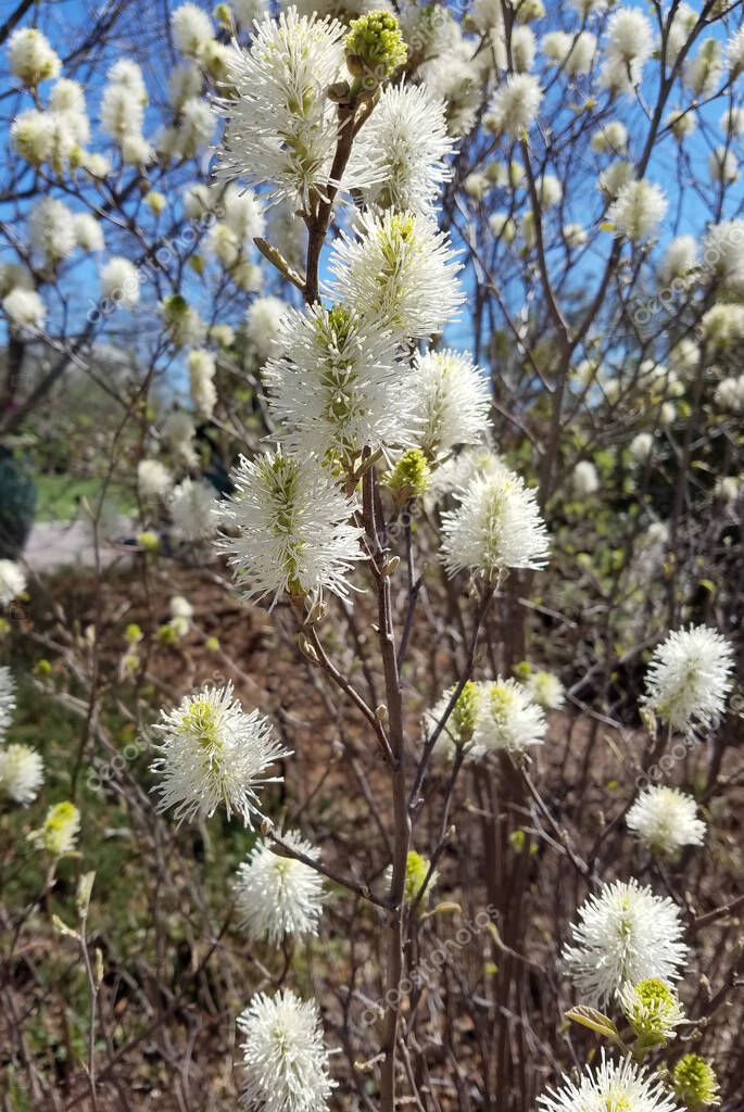 Flores blancas florecientes de un arbusto de aliso de bruja, para ...