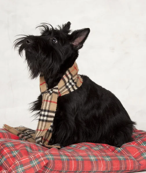 Scottie Stock Photos, Royalty Free Scottie Images | Depositphotos