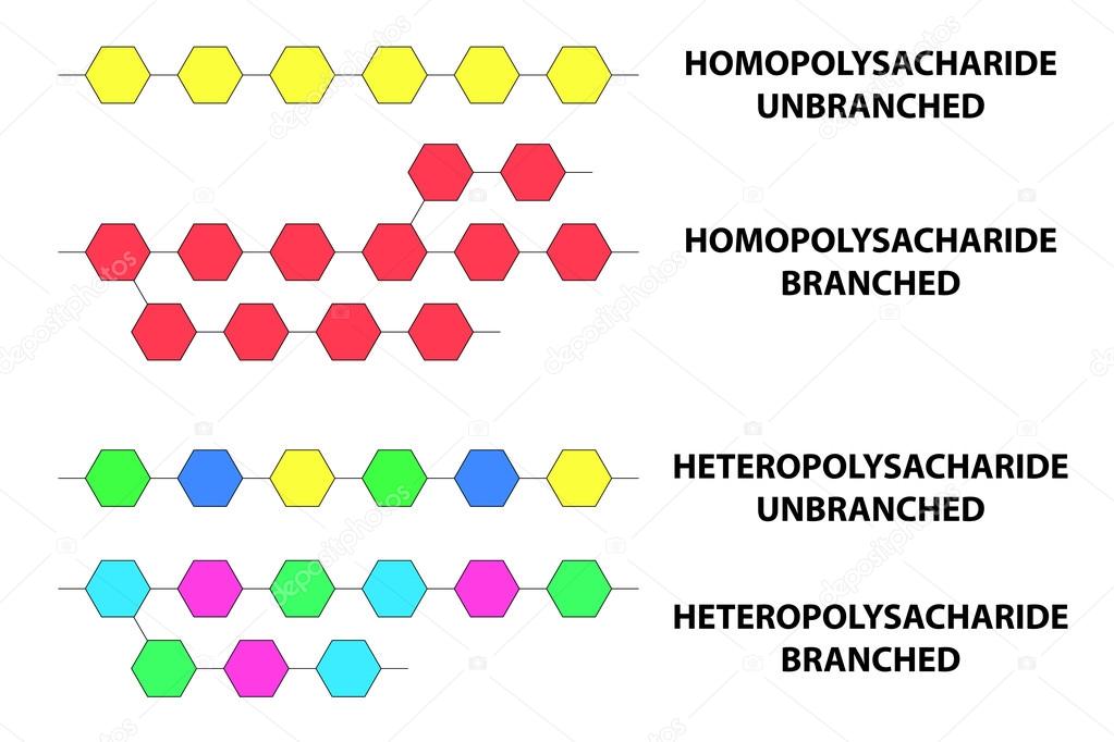 Typy polysacharidů vektorové ilustrace Stock Vektor od ©exty 77317262