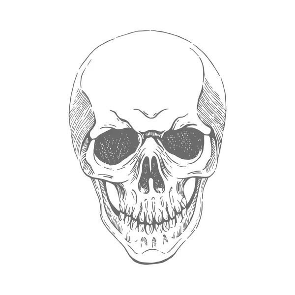 Koponya rajz Stock vektorok, Koponya rajz Jogdíjmentes illusztrációk ...