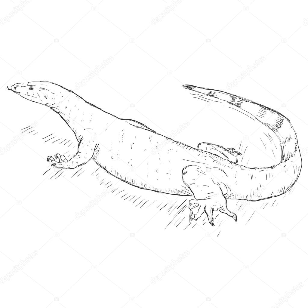 Monitor Lizard Diagram at Hector Dwight blog