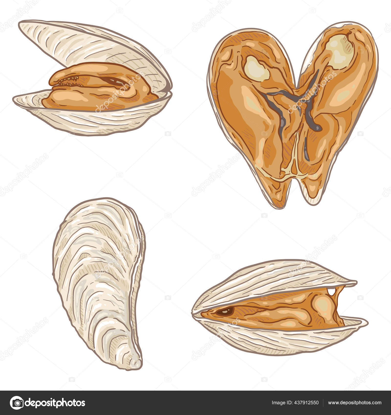 Vector Set Cartoon White Mussels Mollusk Illustrations Stock Vector by ...