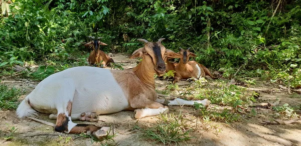 Goats Stock Photos, Royalty Free Goats Images | Depositphotos