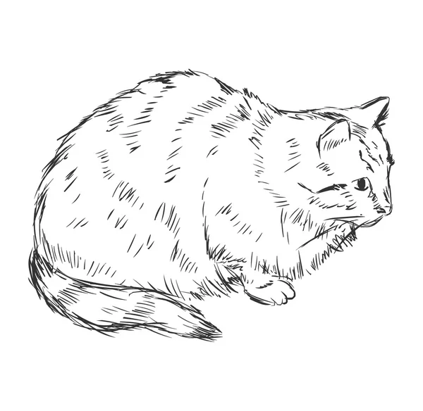 Sketch Cat Stock Vector Image by ©nikiteev #57054647