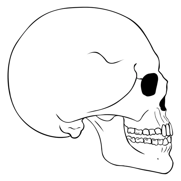 Simple Skull Side Drawing