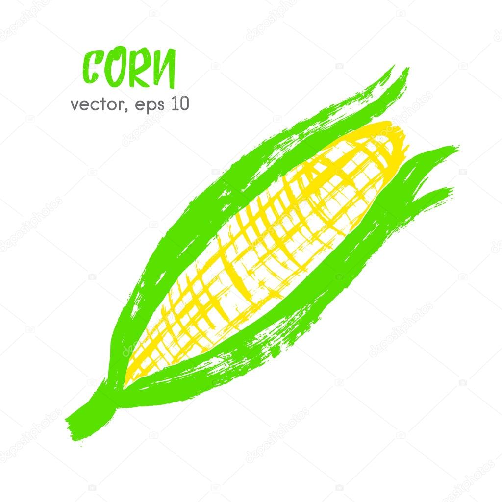 Sketched vegetable illustration of corn. Hand drawn brush food i Stock ...