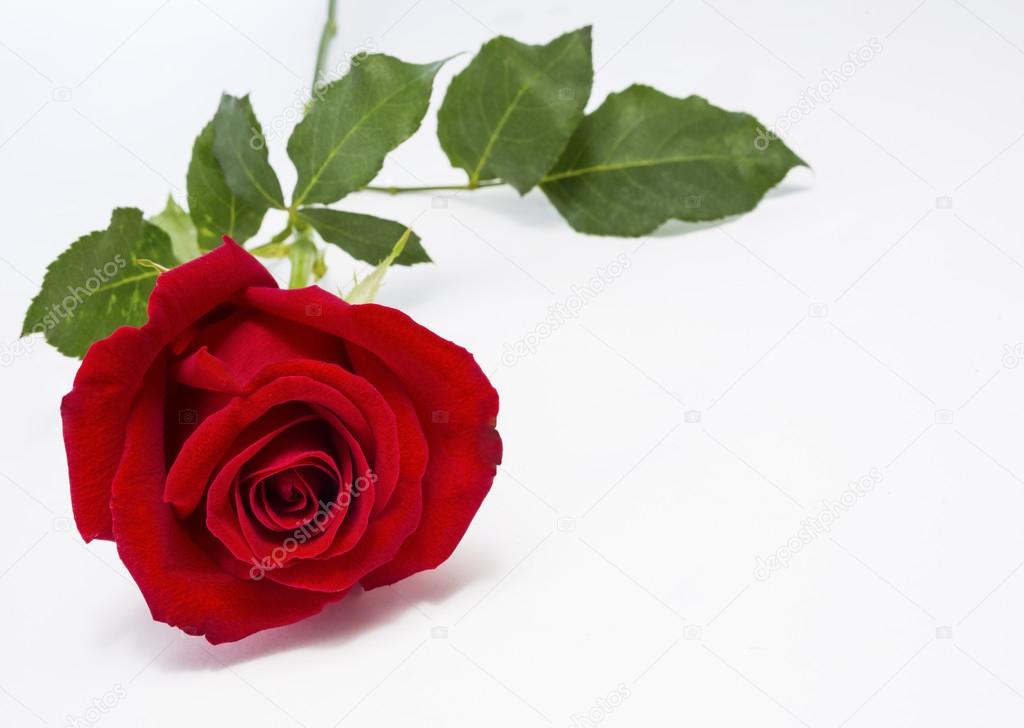 Red rose lying on table Stock Photo by ©AppleEyesStudio 75079059