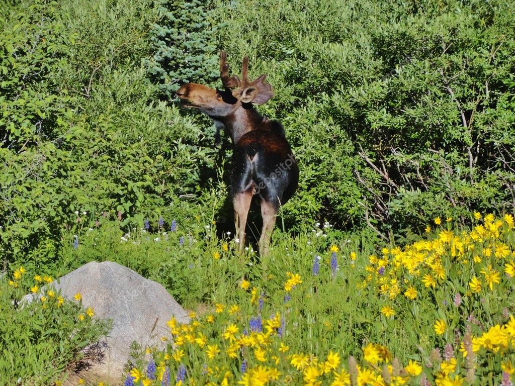 Utah Bull Moose — Stock Photo © Mldsix7 #78439236