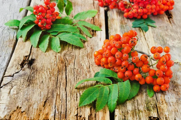 red rowan - Stock Image - Everypixel
