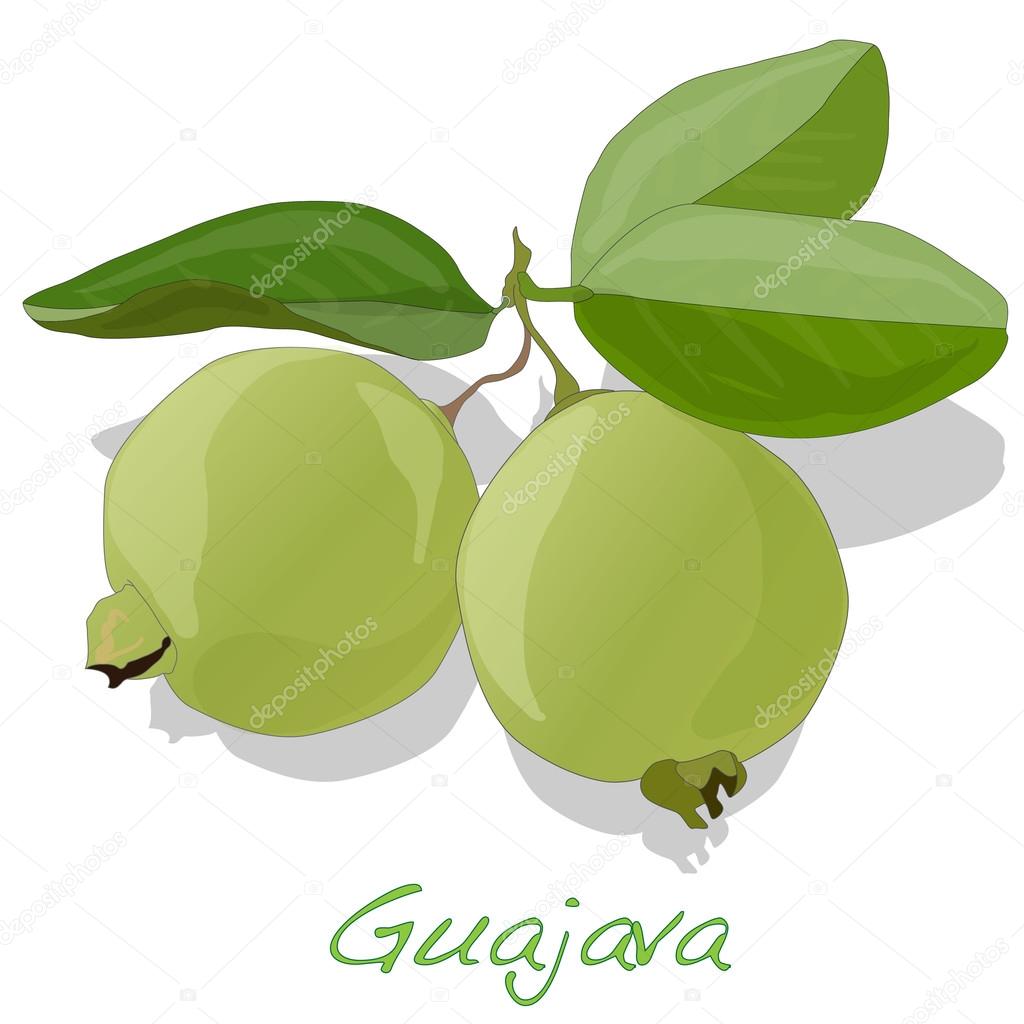 Psidium Guajava Drawing