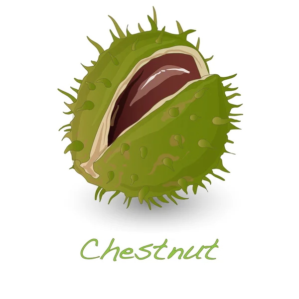 Chesnut Vector Art Stock Images | Depositphotos
