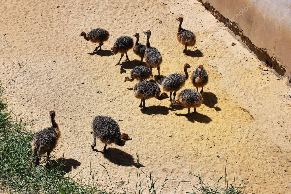 Grupo de avestruz bebé, corren sobre la arena. Pequeños avestruces bebé ...
