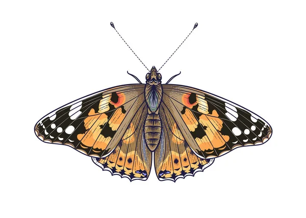 Hand Drawn Acherontia Styx Butterfly Isolated Blank Background Vector ...