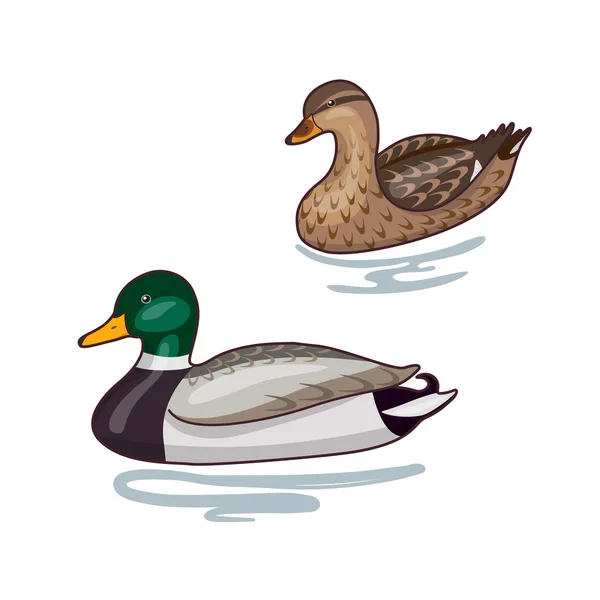 Mallard Ducks Clipart