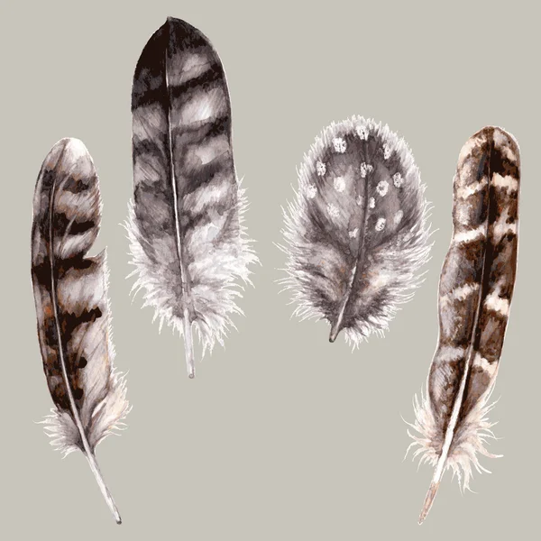 Pluma gris Imágenes Vectoriales, Gráfico Vectorial de Pluma gris ...