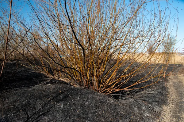 Arbusto quemado fotos de stock, imágenes de Arbusto quemado sin ...