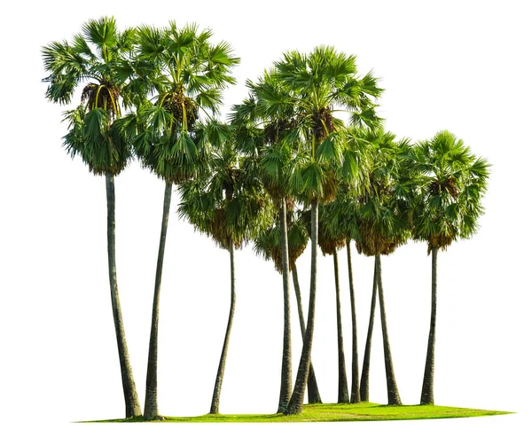 rboles aislados sobre fondo blanco, rboles tropicales aislados utilizados para dise o ...