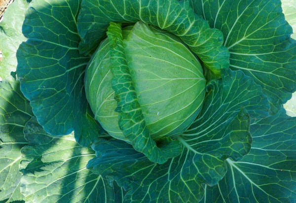 Cabbage varieties Stock Photos, Royalty Free Cabbage varieties Images ...