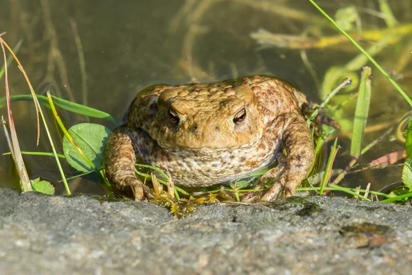 Toad alvarius Stock Photos, Royalty Free Toad alvarius Images ...