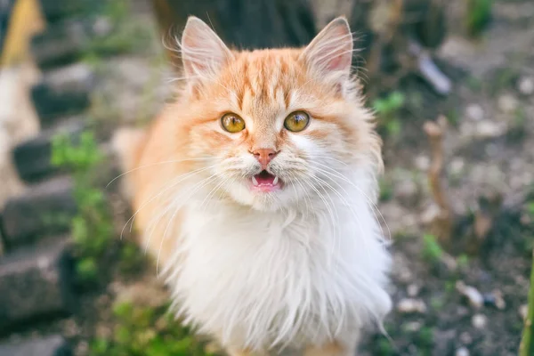 Portrait of a red cat outdoors. Sweet fluffy cat looking the camera ...