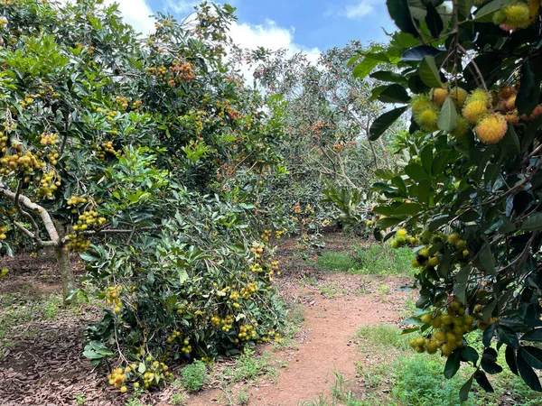 Panorama owoce Stock Photos, Royalty Free Panorama owoce Images ...