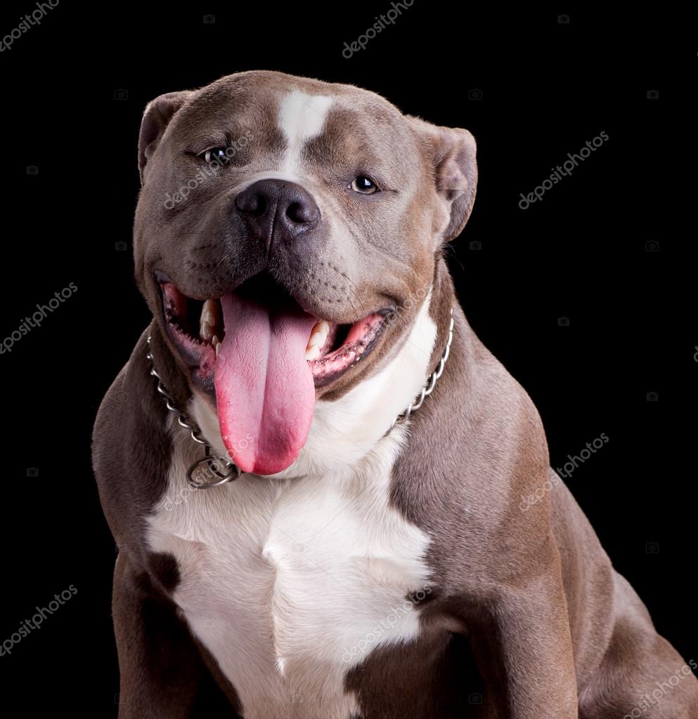 Bully Dog Breeds