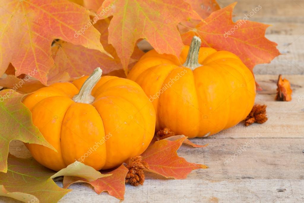 Mini Calabaza Primer plano: fotografía de stock © chasbrutlag #87060530 ...