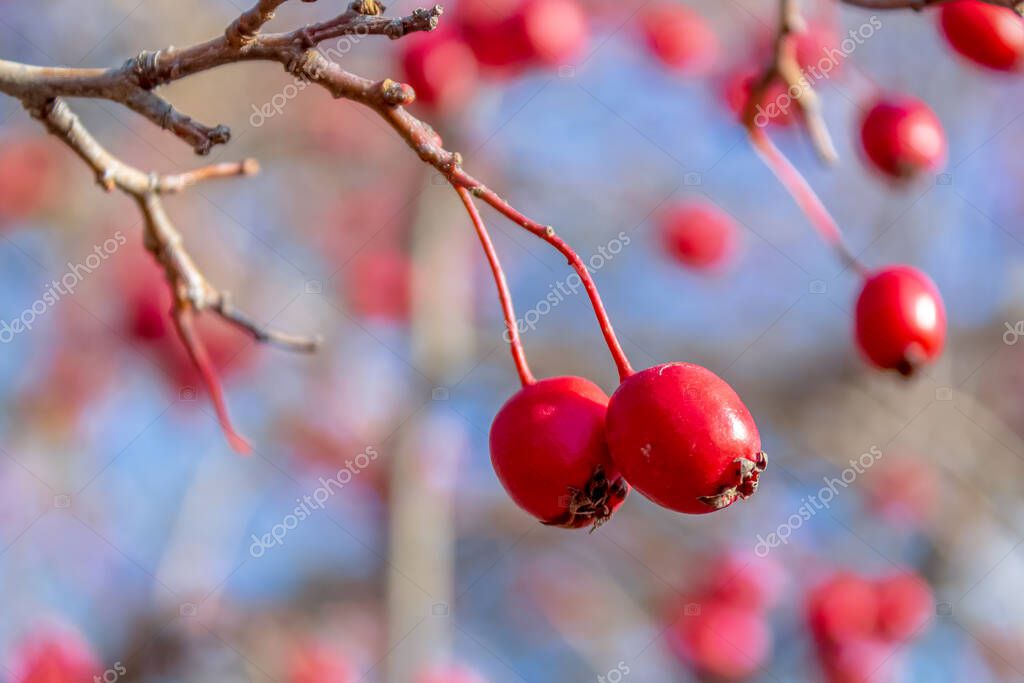Fruto maduro de espino en una rama. Se utilizan en medicina para tratar ...
