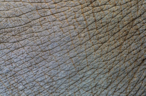 Rhino neck Stock Photos, Royalty Free Rhino neck Images | Depositphotos