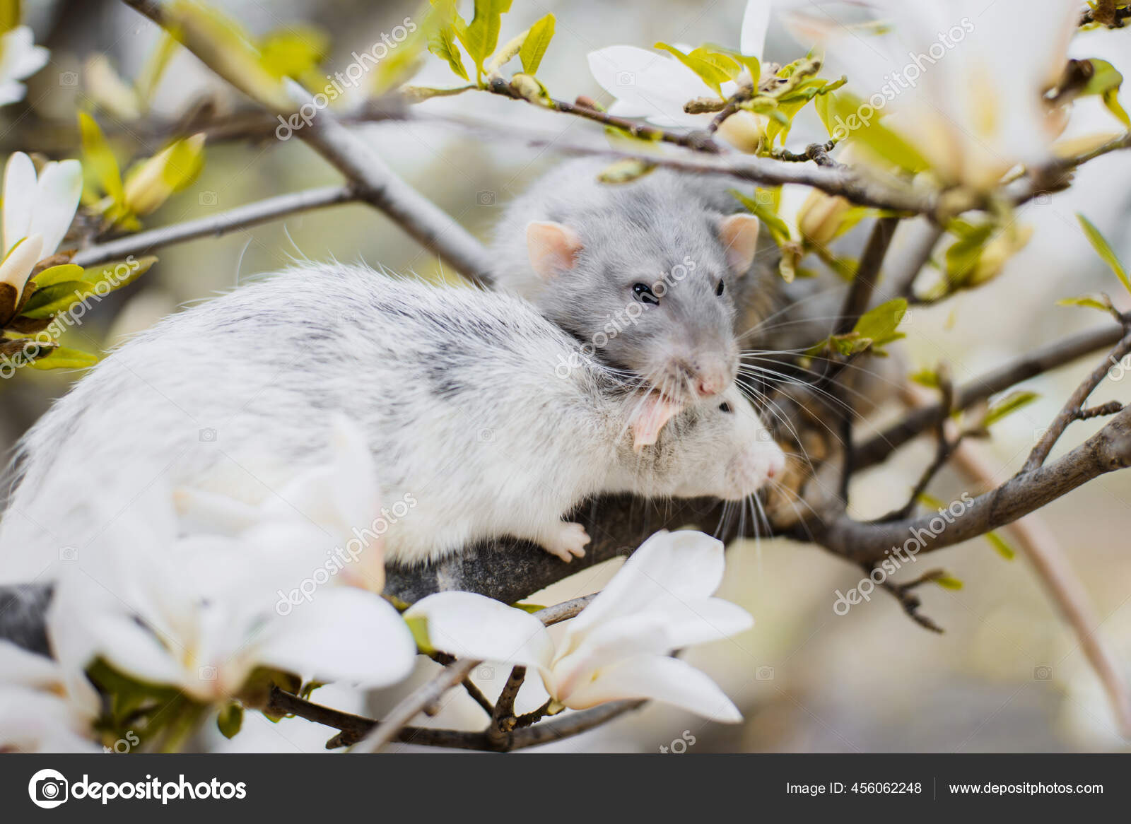 Fancy Dumbo Albino Rat