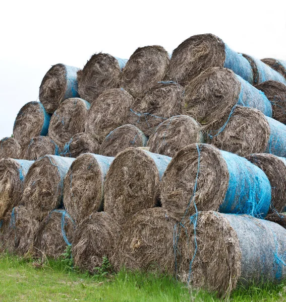 Cattle feeding hay Stock Photos, Royalty Free Cattle feeding hay Images ...