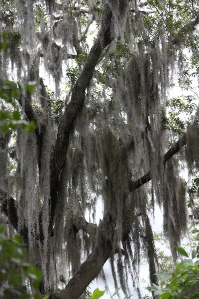 Spanish moss trees Stock Photos, Royalty Free Spanish moss trees Images ...