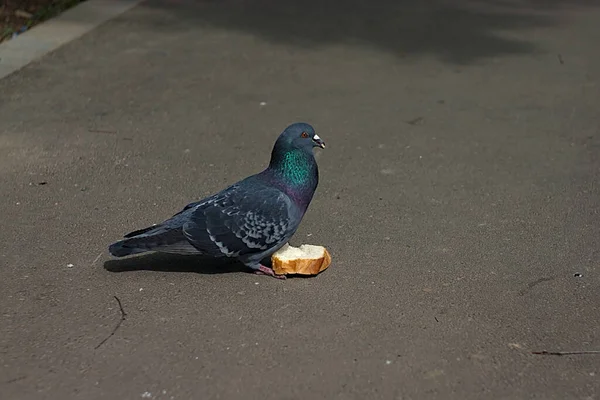 Feral pigeon eating bread Stock Photos, Royalty Free Feral pigeon ...