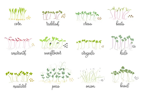 Tipos de brotes fotos de stock, imágenes de Tipos de brotes sin ...